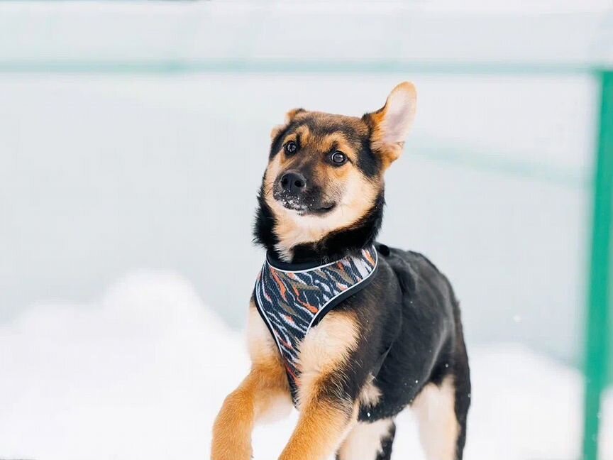 Щенок в добрые руки бесплатно