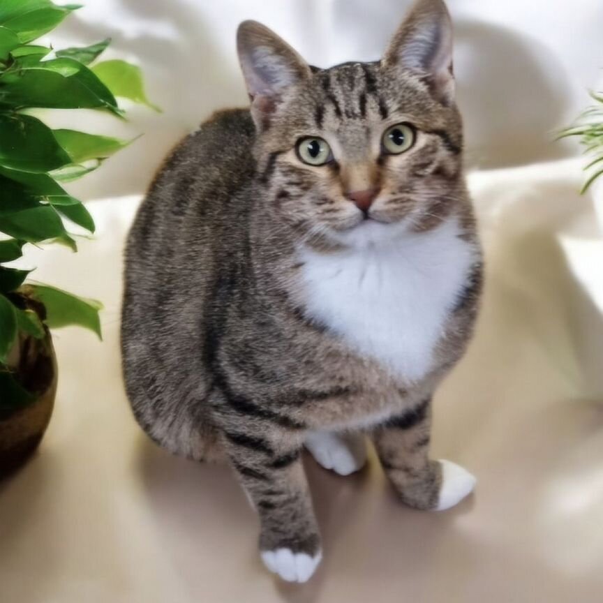 Котёнок Листик 7 месяцев