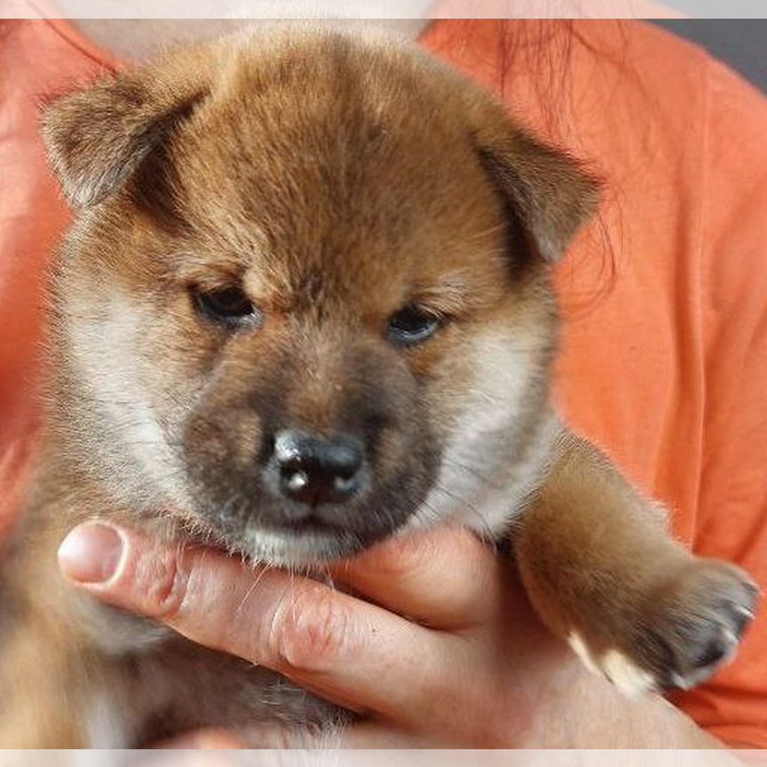 Сиба-ину, щенок