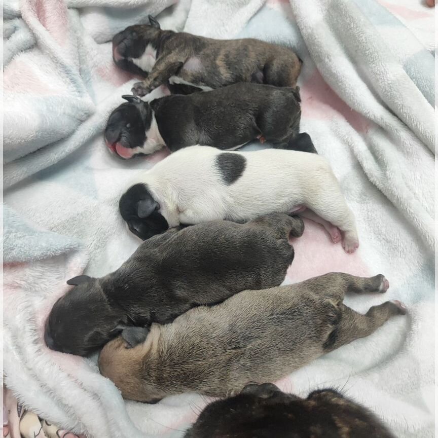 Французский бульдог, щенок