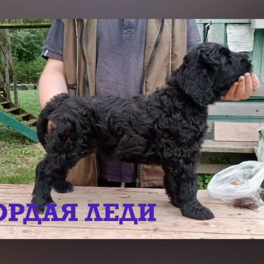 Щенок Русский Чёрный терьер