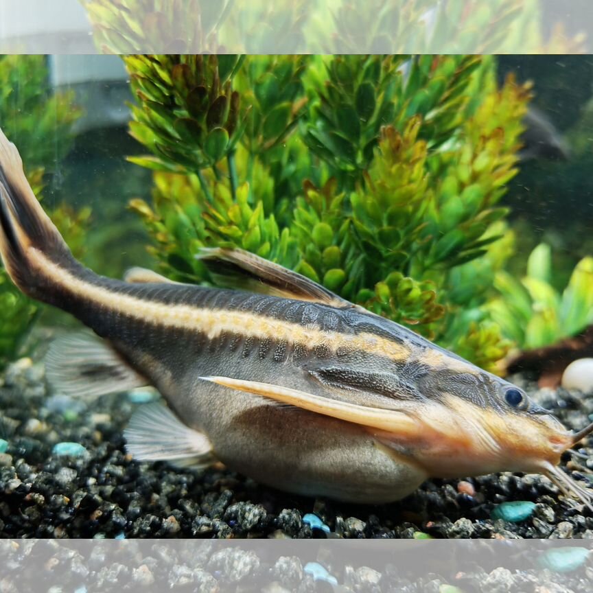 Сом платидорас