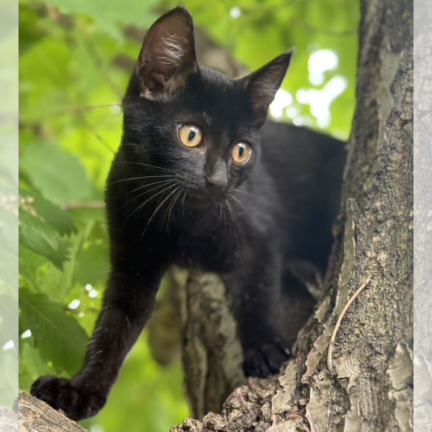 Котенок пантера