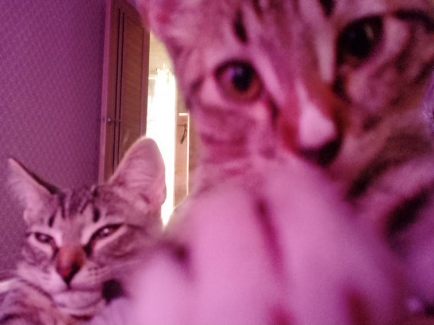 Котята в добрые руки