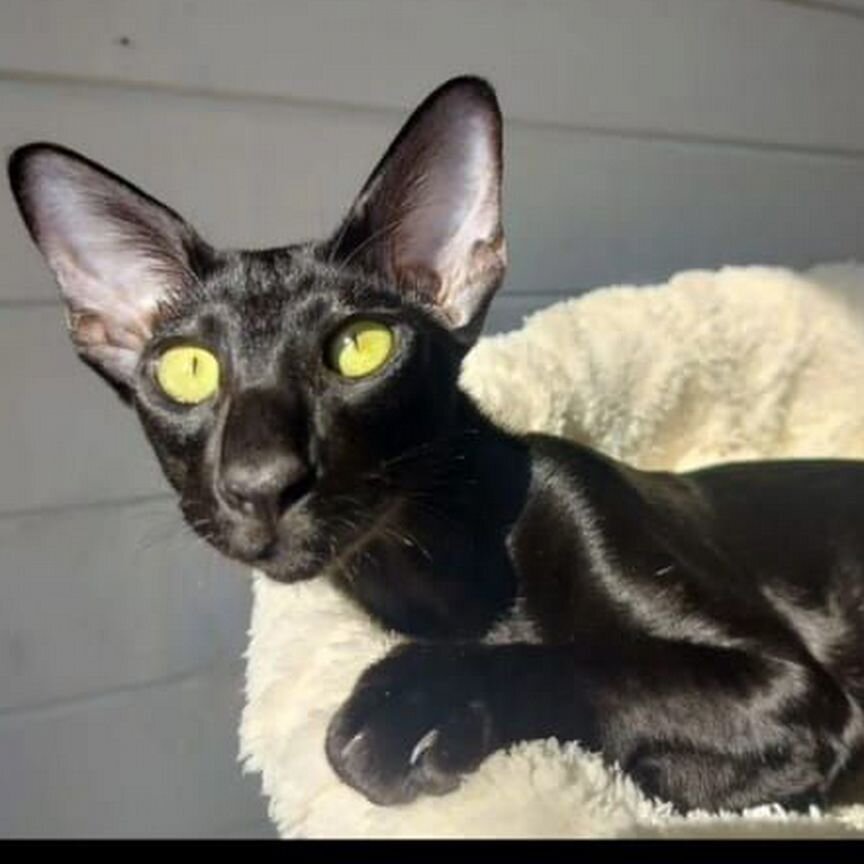 Ориентальный котёнок