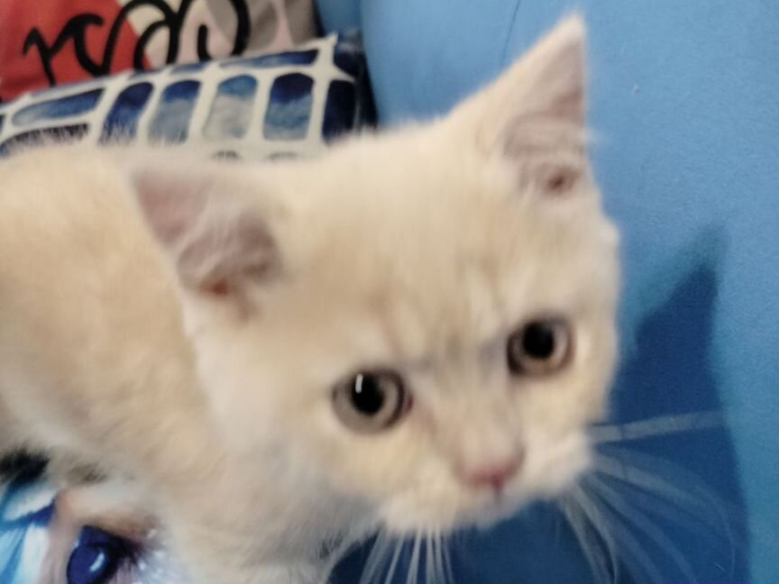 Шотландский прямоухий котенок