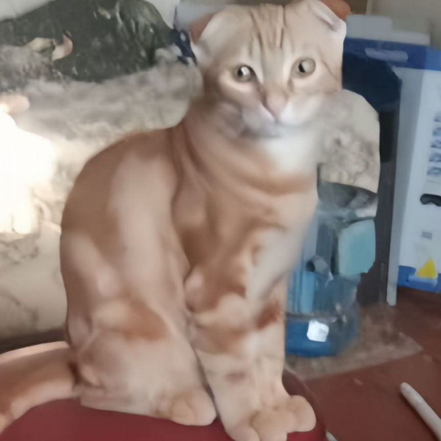 Кот