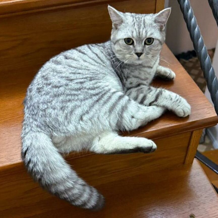 Шотландский кот подросток в добрые руки