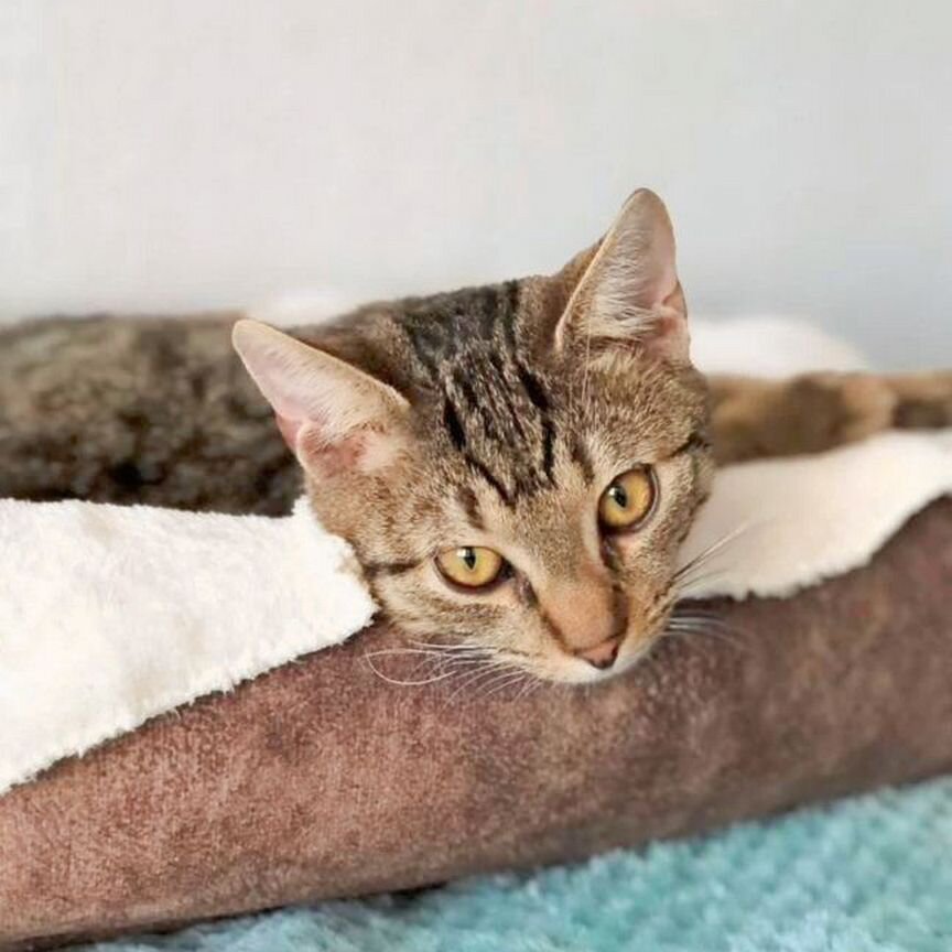 Котёнок Лео