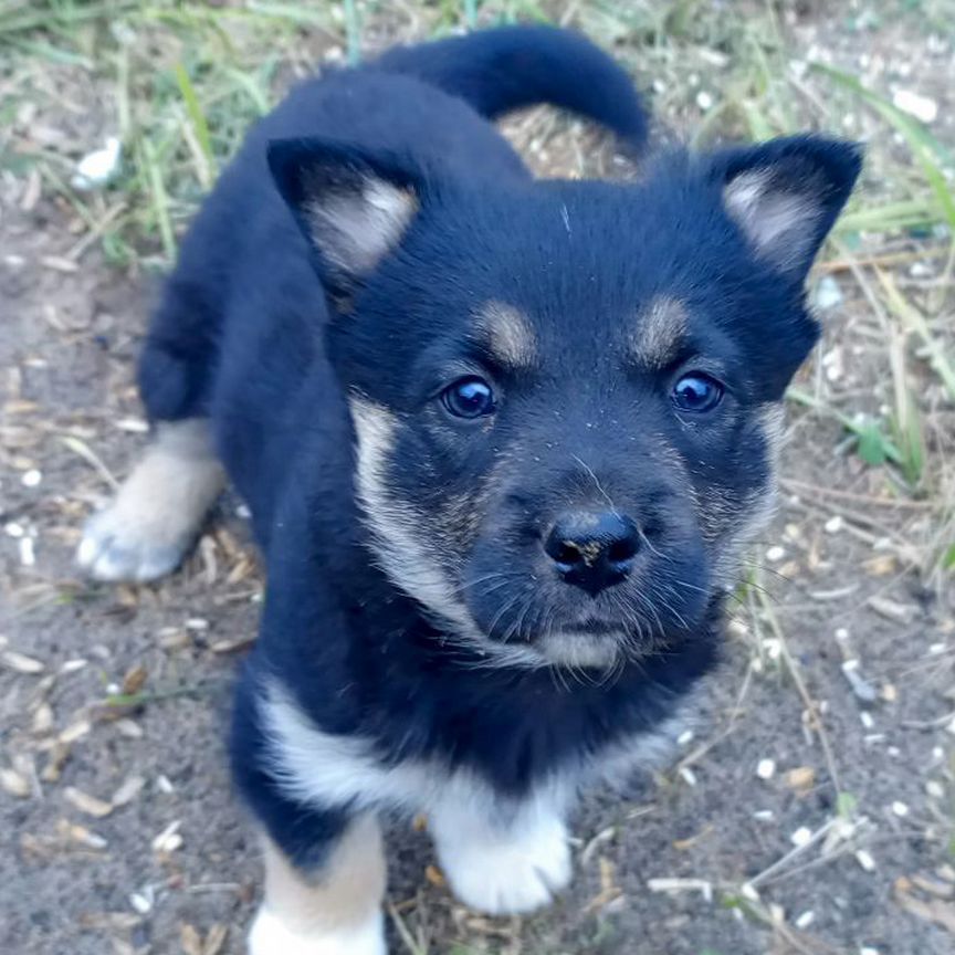 Отдам щенка в добрые руки