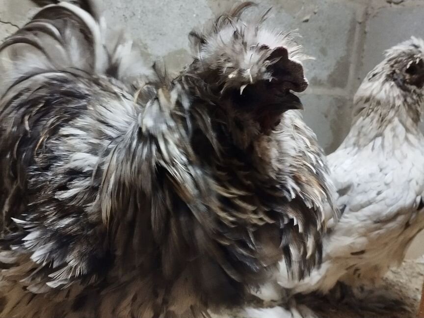 Китайская шелковая