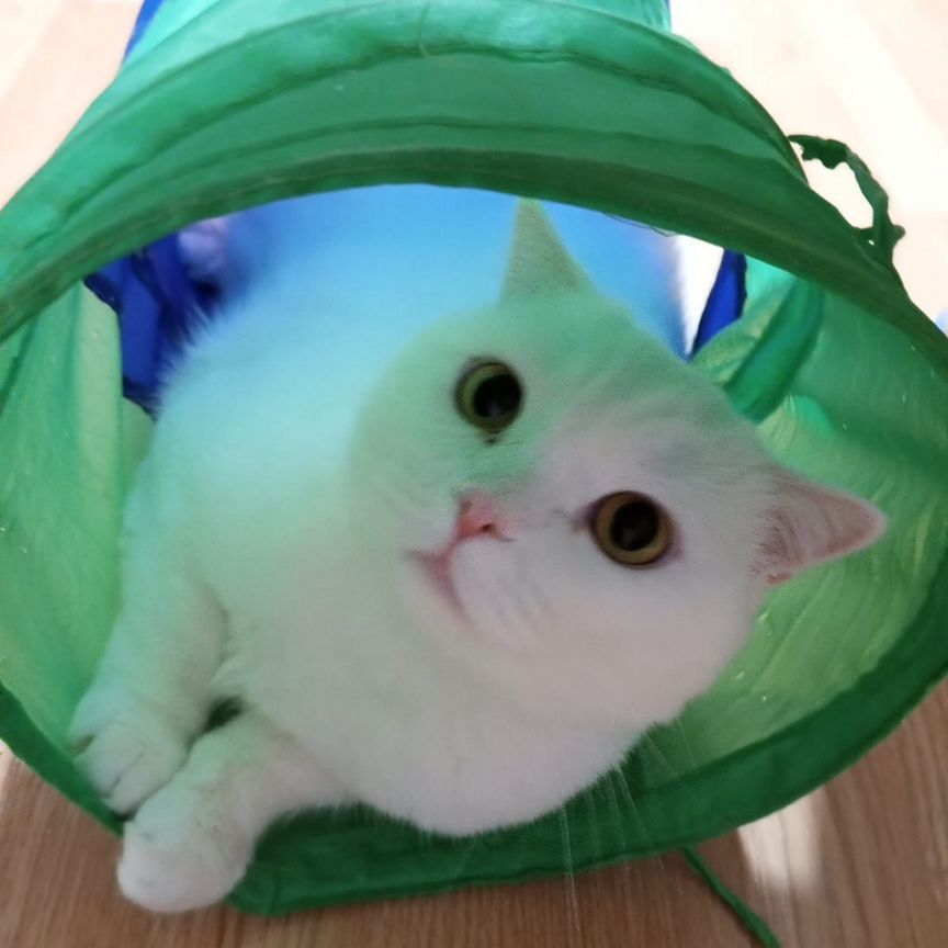 Взрослая, Девочка кошка в добрые руки