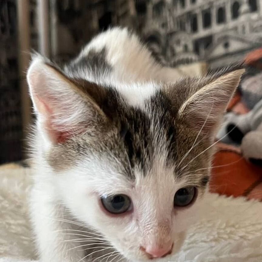 Котёнок в добрые руки