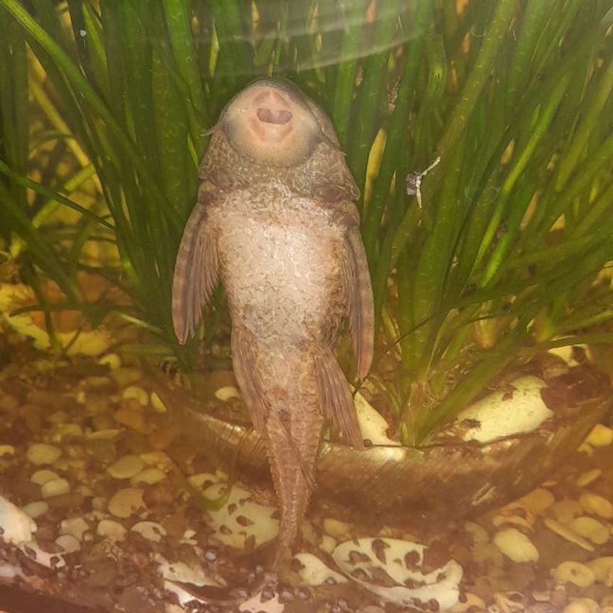 Птерегоплихт