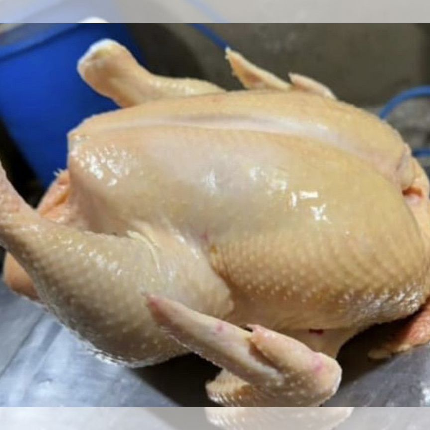 Кабардинские куры