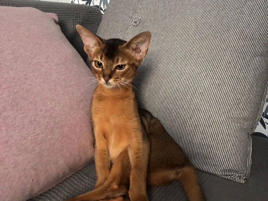 Девочка Дикого Окраса