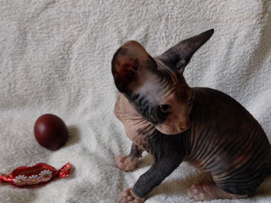 Канадский сфинкс Котята