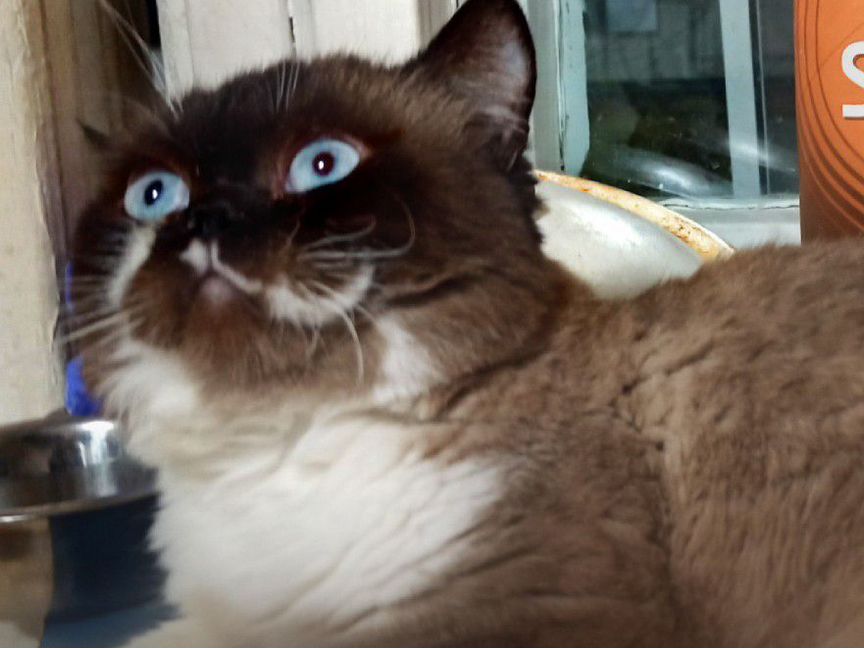 Котик