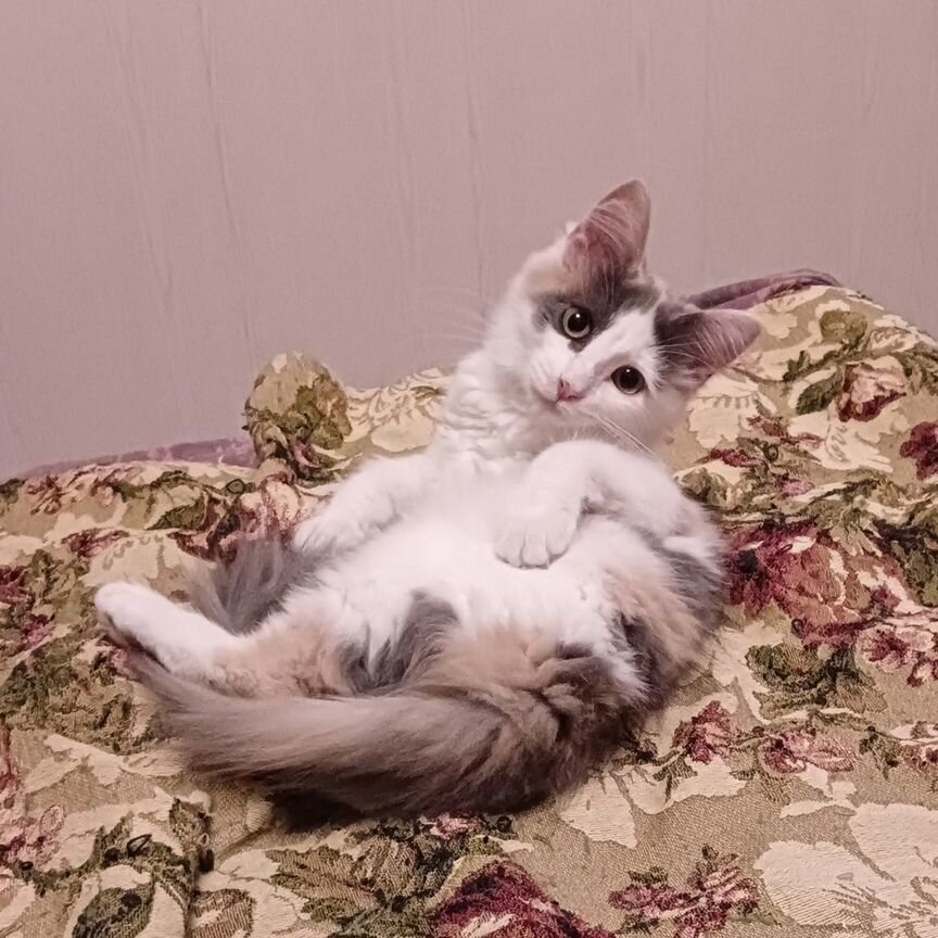 Трехцветная девочка котенок ищет дом