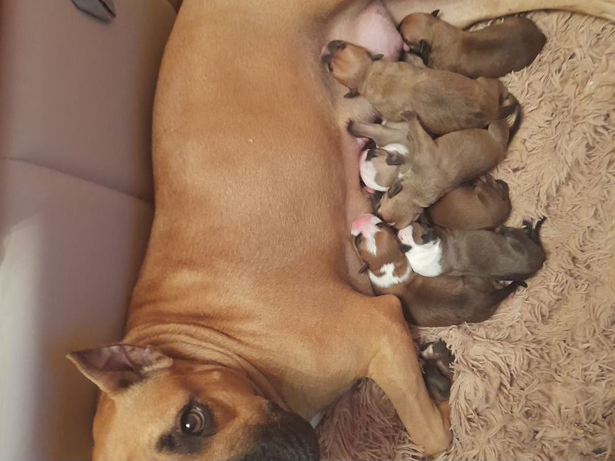 Продам щенков американского стафтерьера