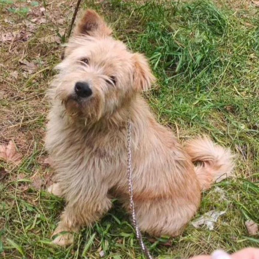 Взрослая собака в добрые руки