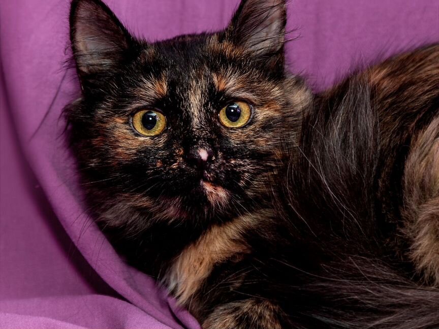 Котенок Шанель в добрые руки