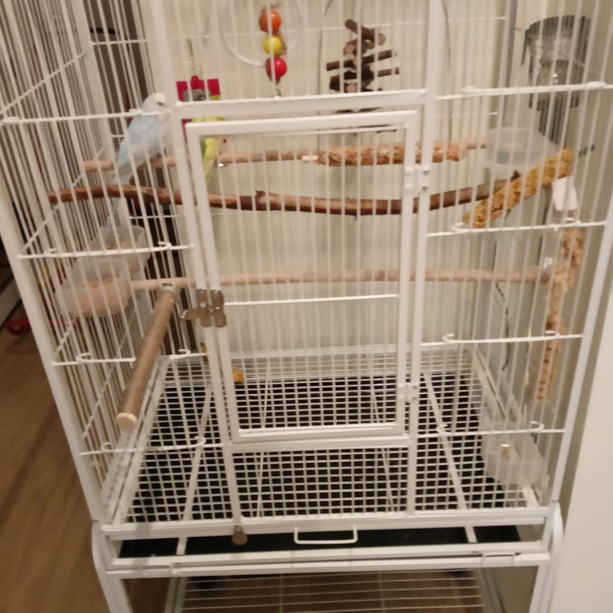 Волнистый попугай с клеткой