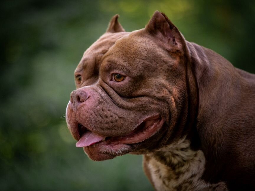 Американский булли покет вязка