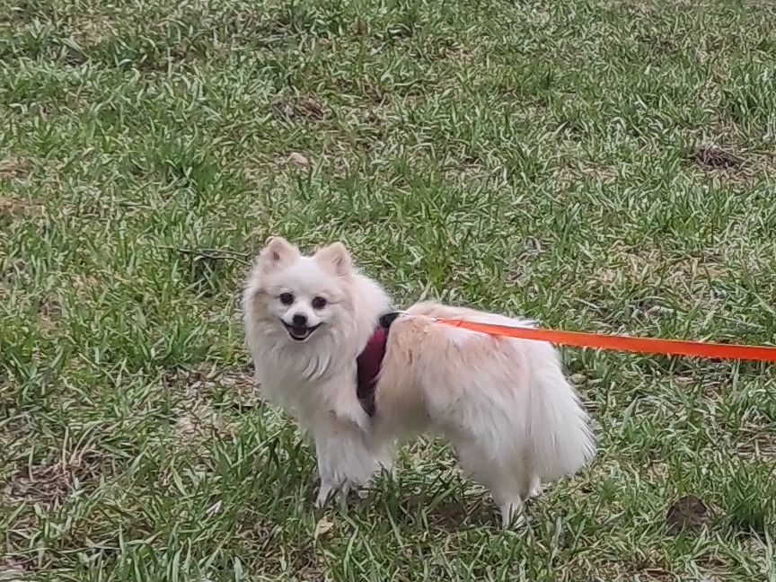 Вязка собак шпиц немецкий