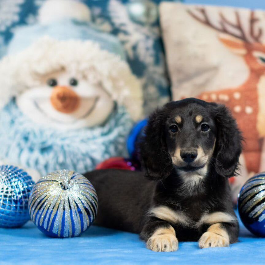 Такса, щенок