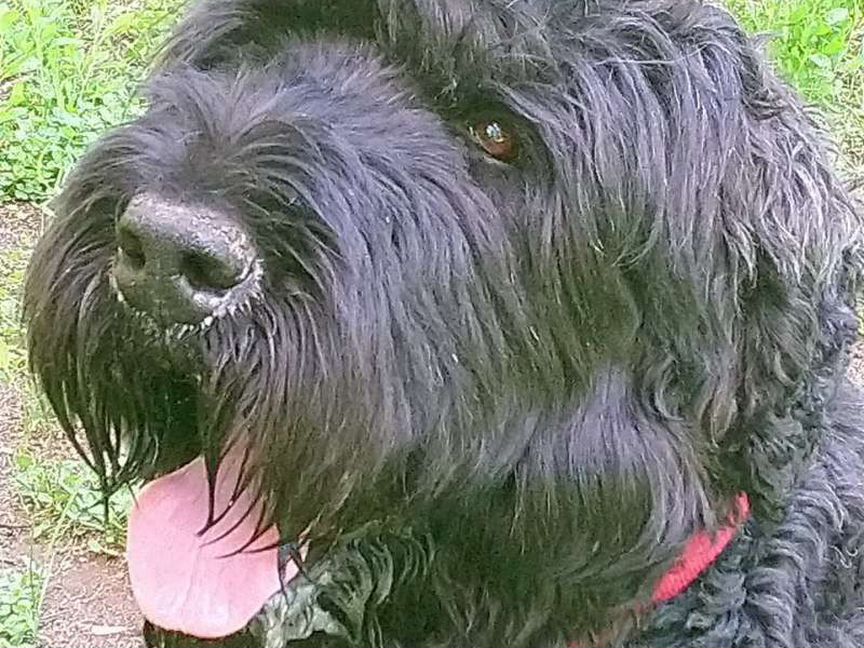 Русский чёрный терьер