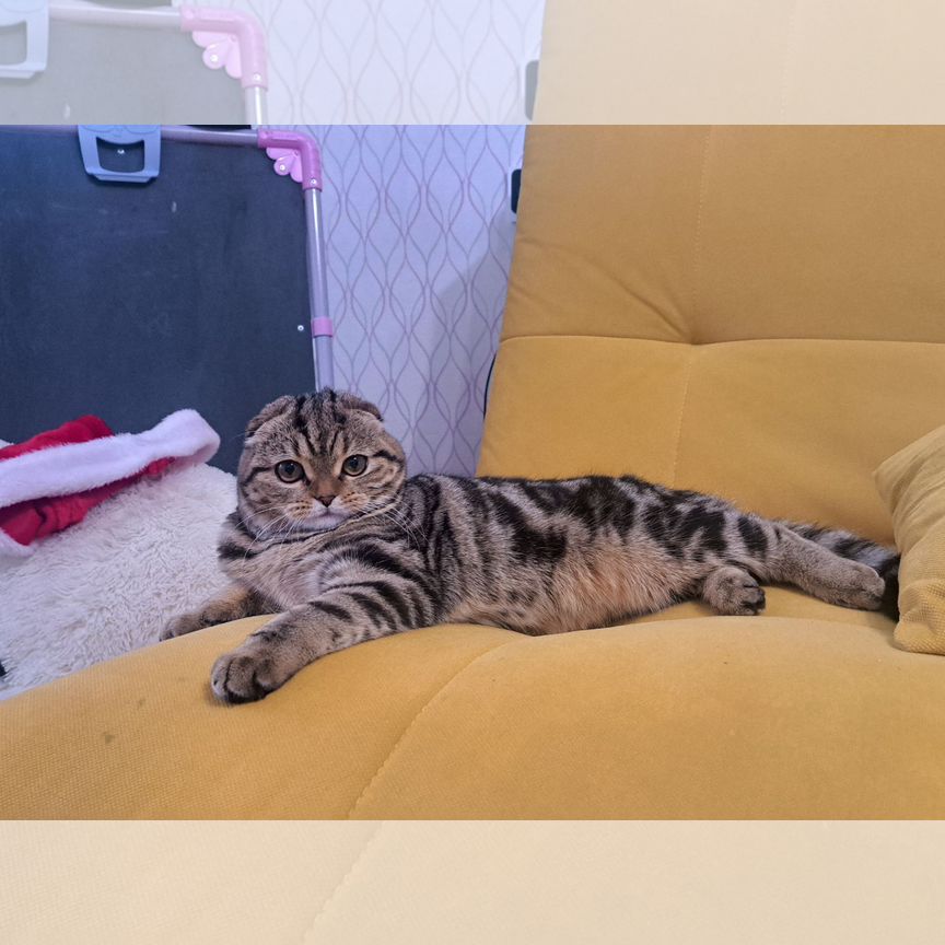 Шотландская вислоухая короткошёрстная, взрослая кошка