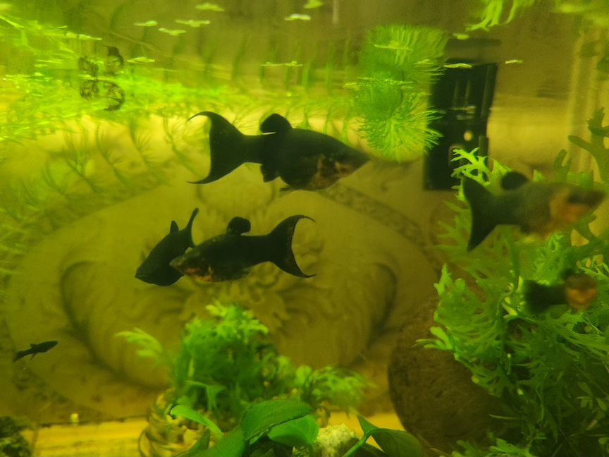 Моллинезии