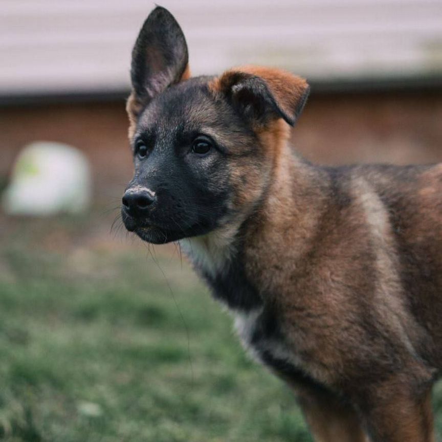 Щенок в добрые руки