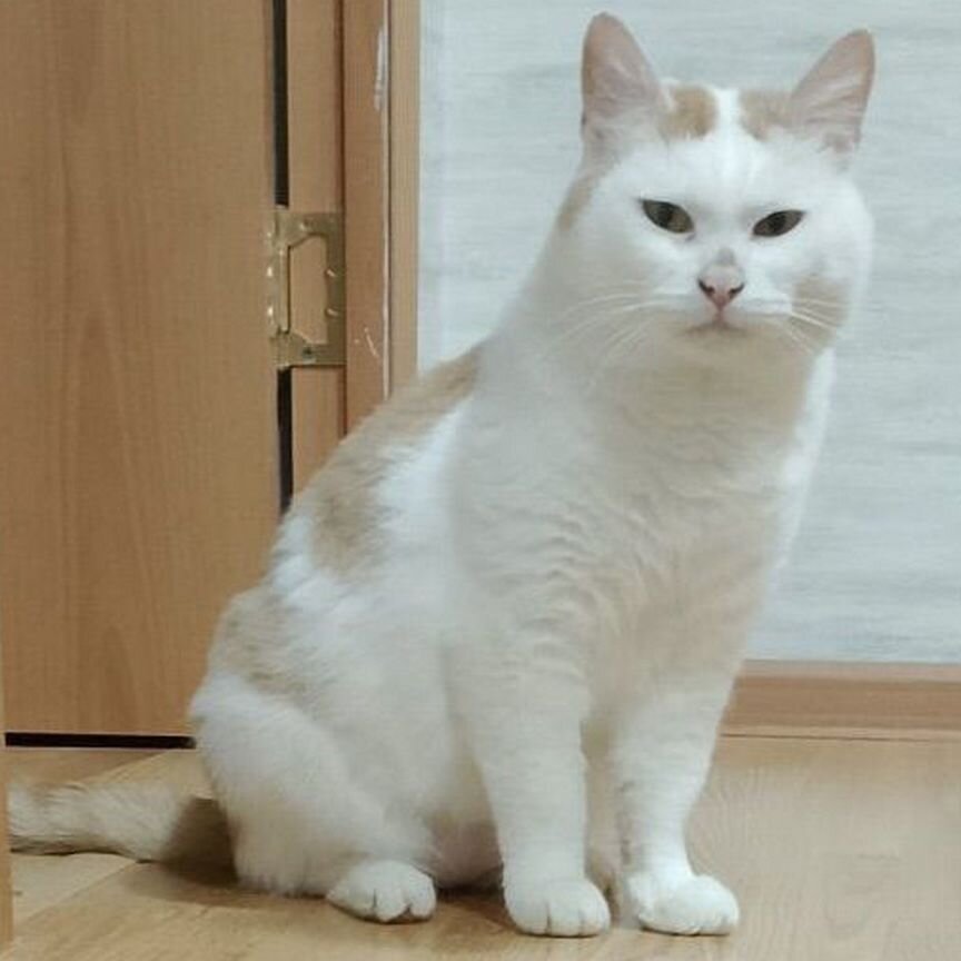 Взрослый кот в добрые руки