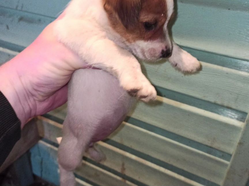 Милые пушистики хотят заботливых хозяев