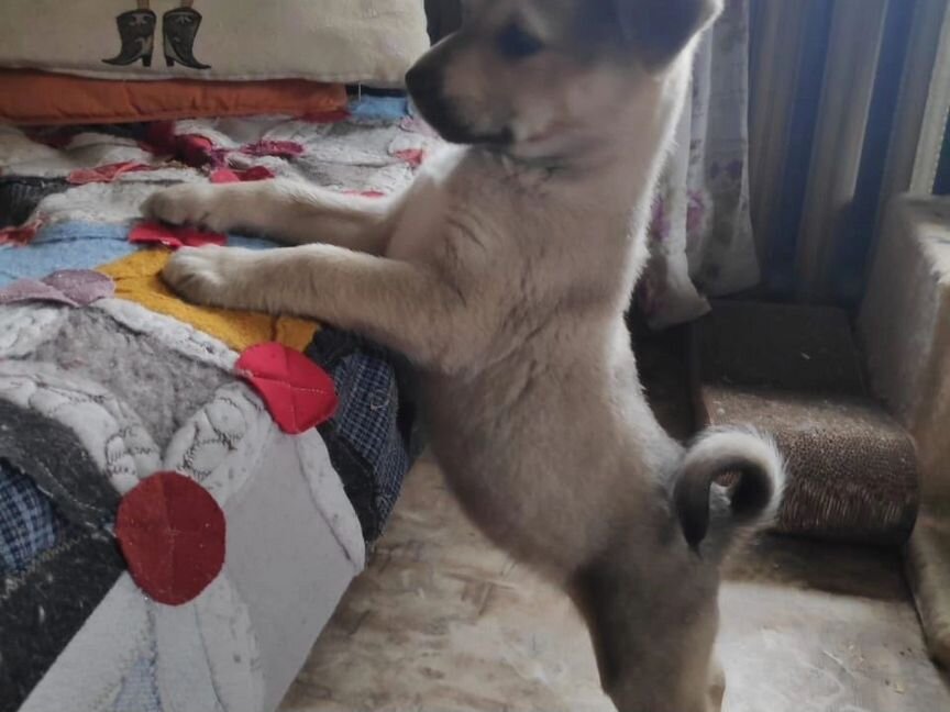 Щенок в добрые руки