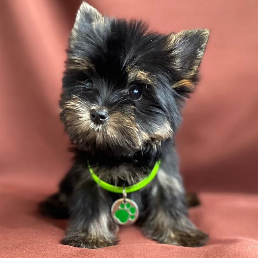 Йоркширский терьер, щенок