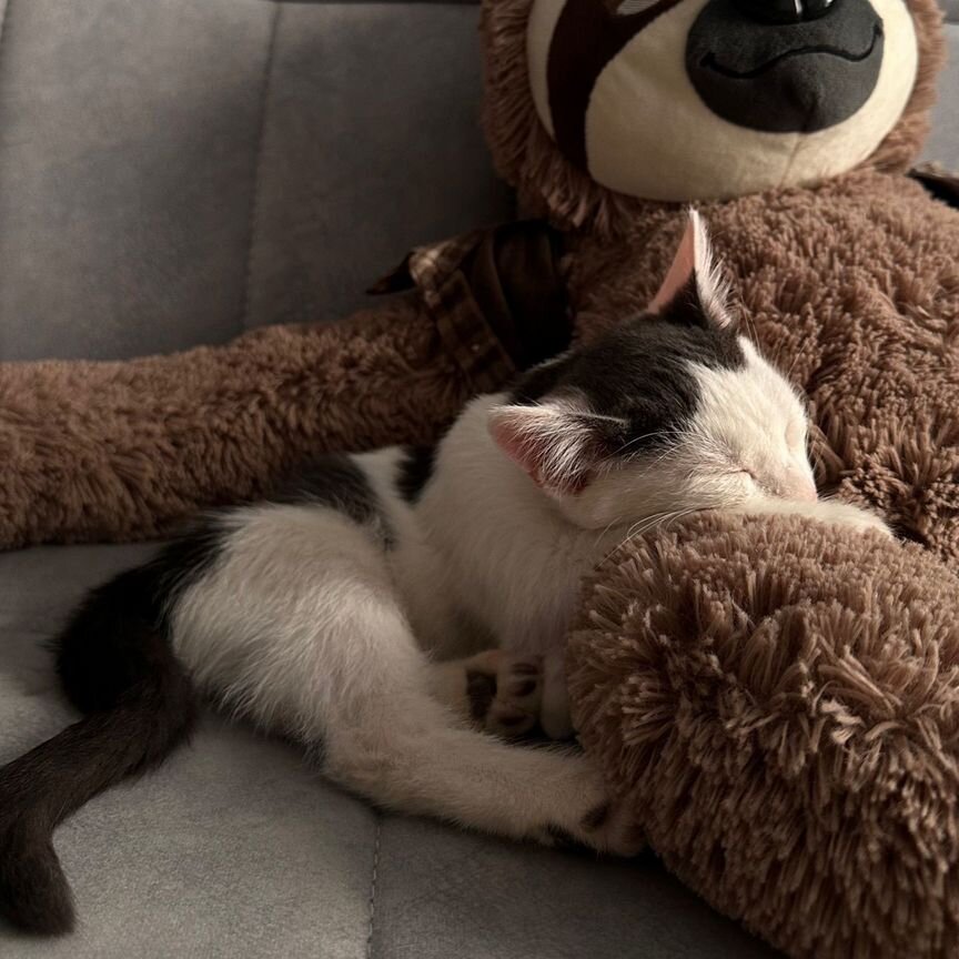 Котенок мальчик в добрые руки