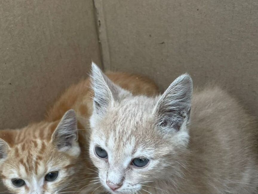 Кошечки Ася и Яся ищут своего хозяина