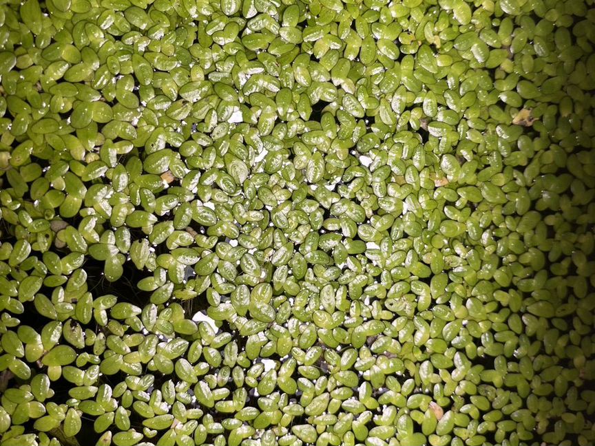 Ряска трава в аквариум водоросли