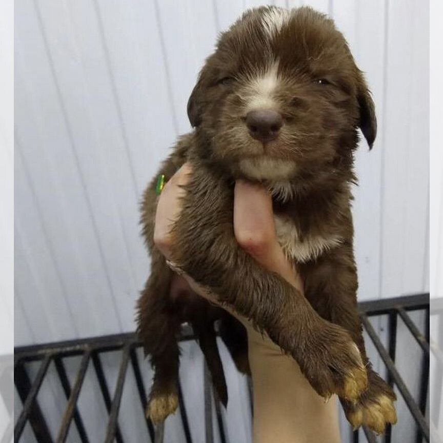 Щенок в добрые руки