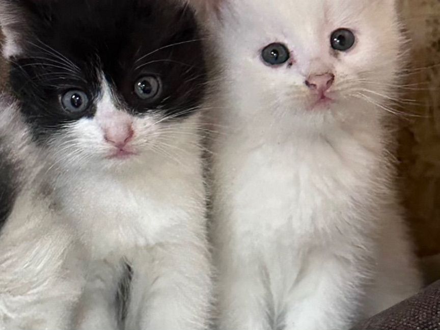 Котики бесплатно