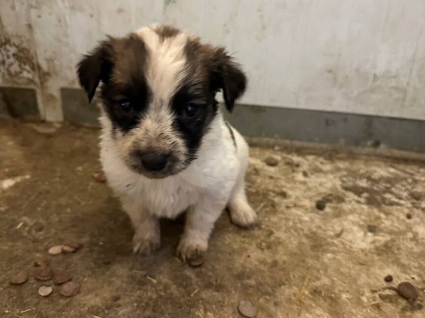 Щенок он небольшой собаки в беде. Отлов