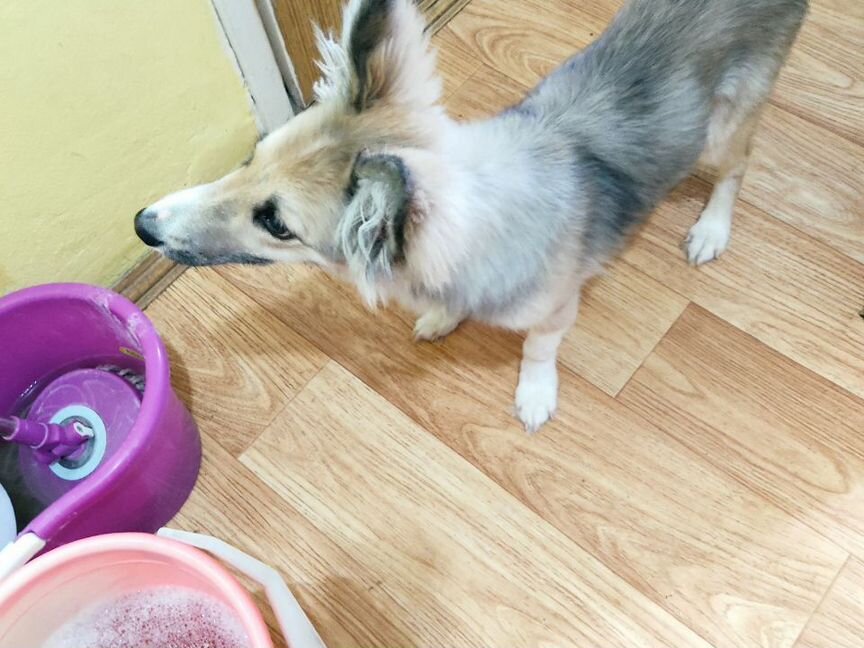 Собака в добрые руки