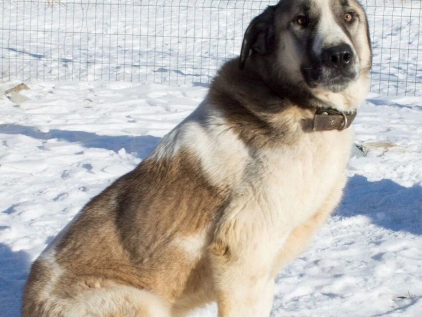 Алабай Фортуна ищет дом