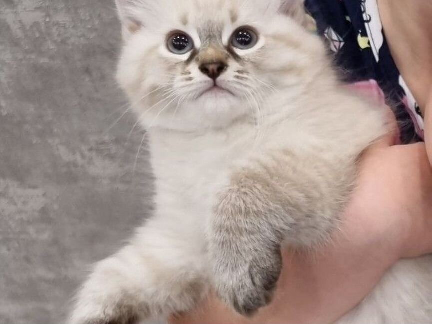 Невская маскарадная