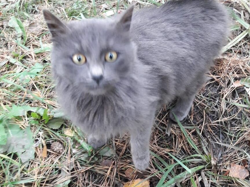 Котята подростки очень одинокиё
