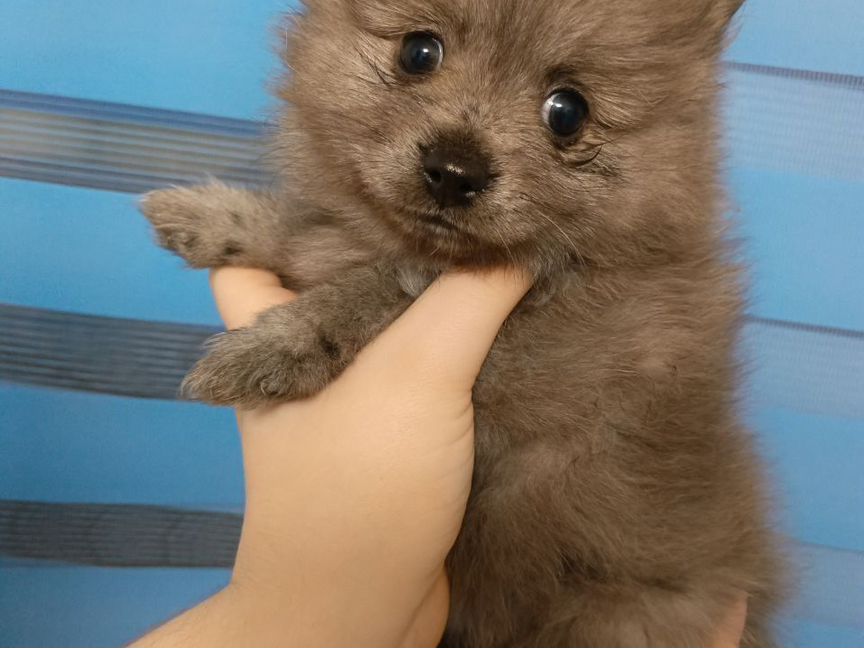 Замечательные щеночки шпицики