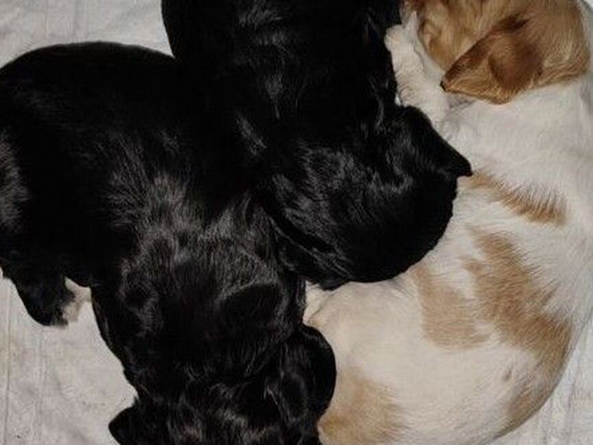 Щенки английского кокер спаниеля